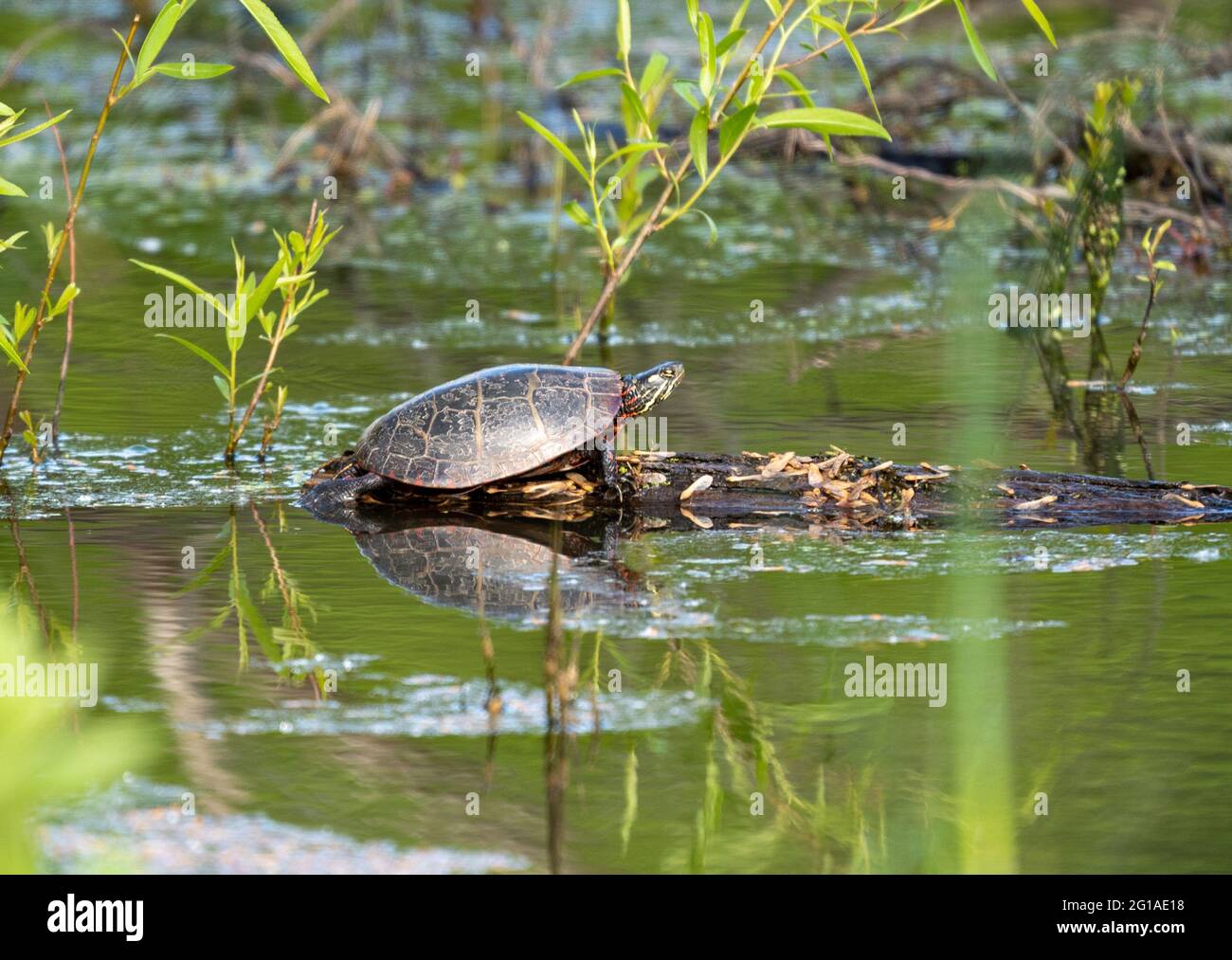 A selective focus shot of a swamp turtle Stock Photo - Alamy