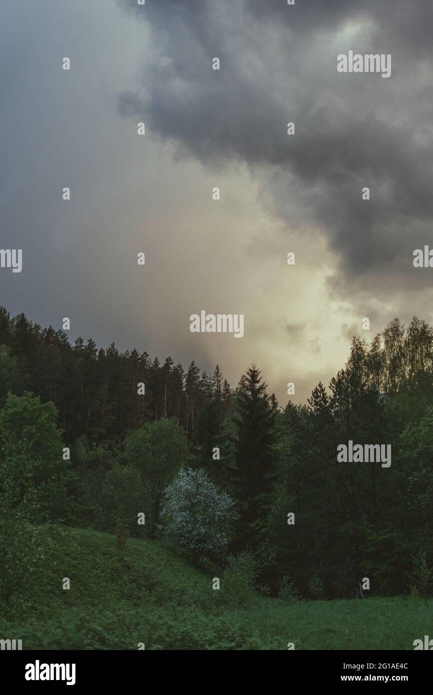 A vertical shot of the woods under a cloudy sky Stock Photo - Alamy