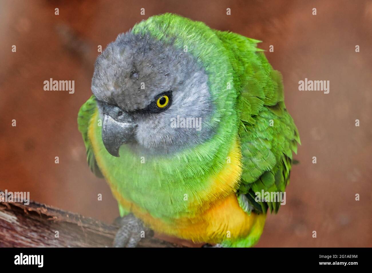 Parrot talons hi-res stock photography and images - Alamy