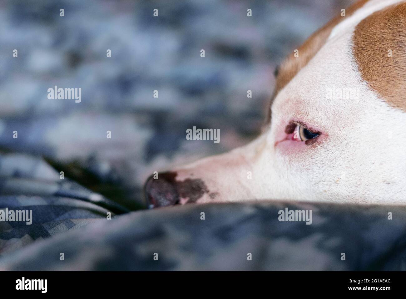 A mixed breed pitbull dog (American Staffordshire Pit Bull Terrier and ...