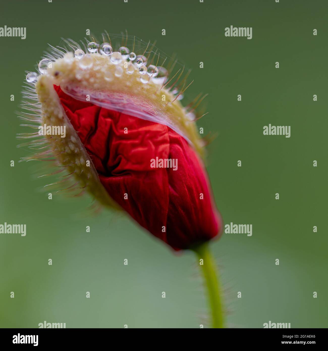 A dense poppy with the morning dew on the top. The small water drops in ...