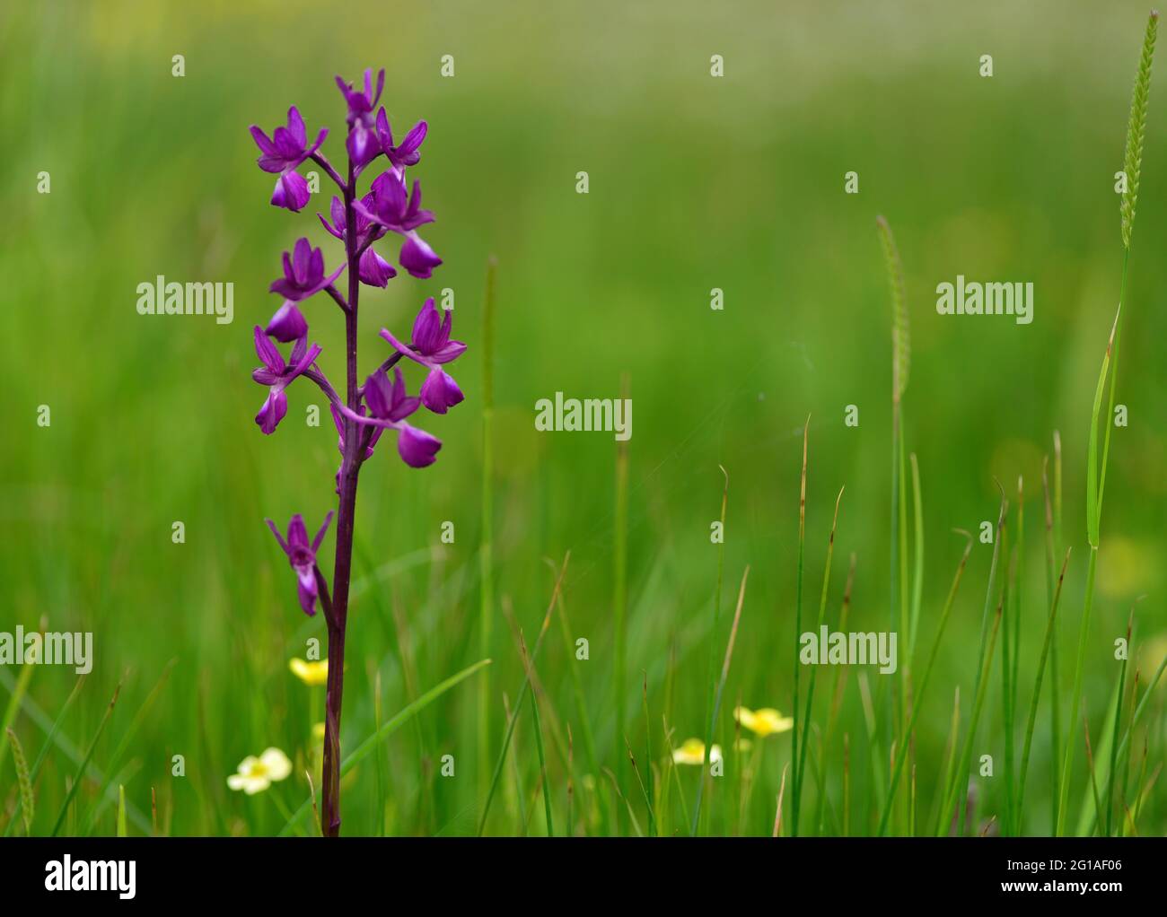 U k wildflowers hi-res stock photography and images - Alamy