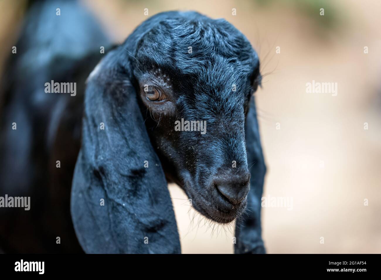 Black goat hi-res stock photography and images - Alamy