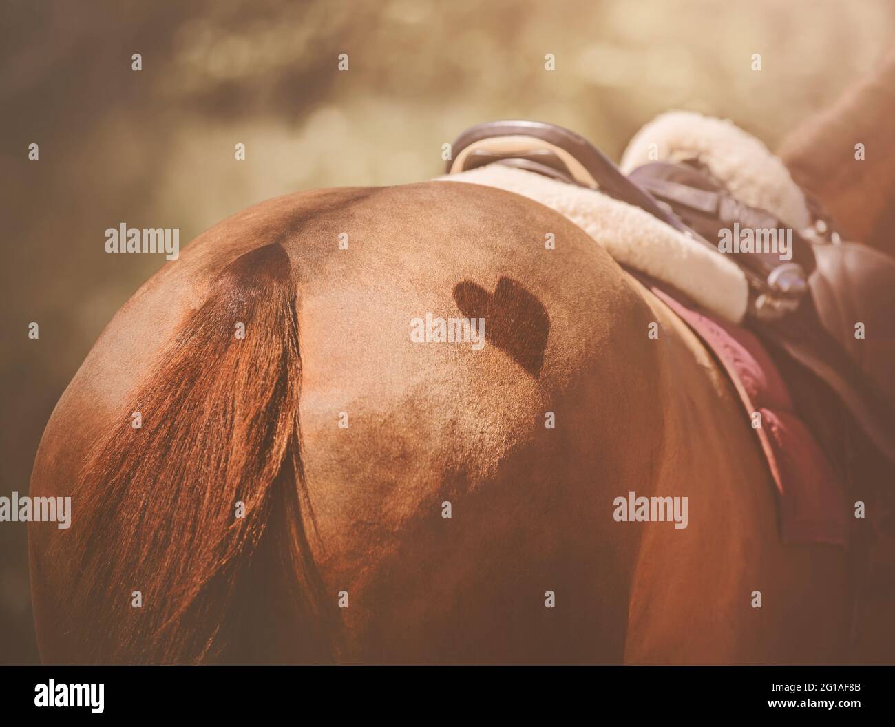 Horse rump hi-res stock photography and images - Alamy