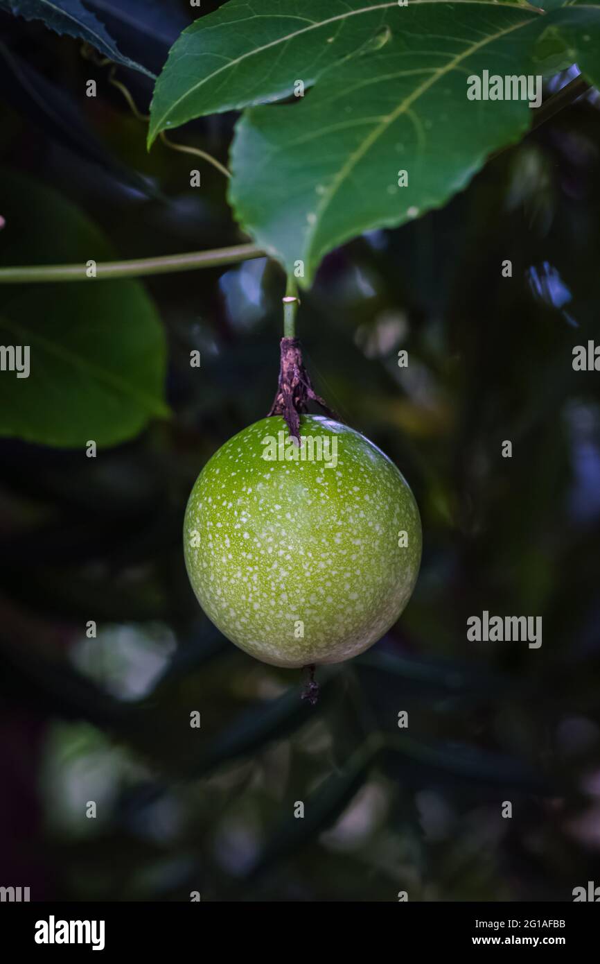 Fruits plantation hi-res stock photography and images - Alamy