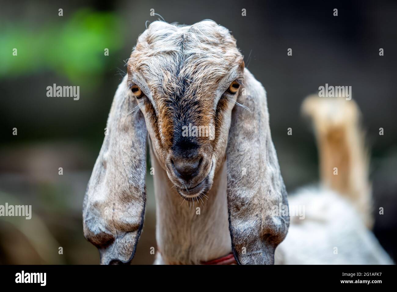 Tiger eating sheep hi-res stock photography and images - Alamy
