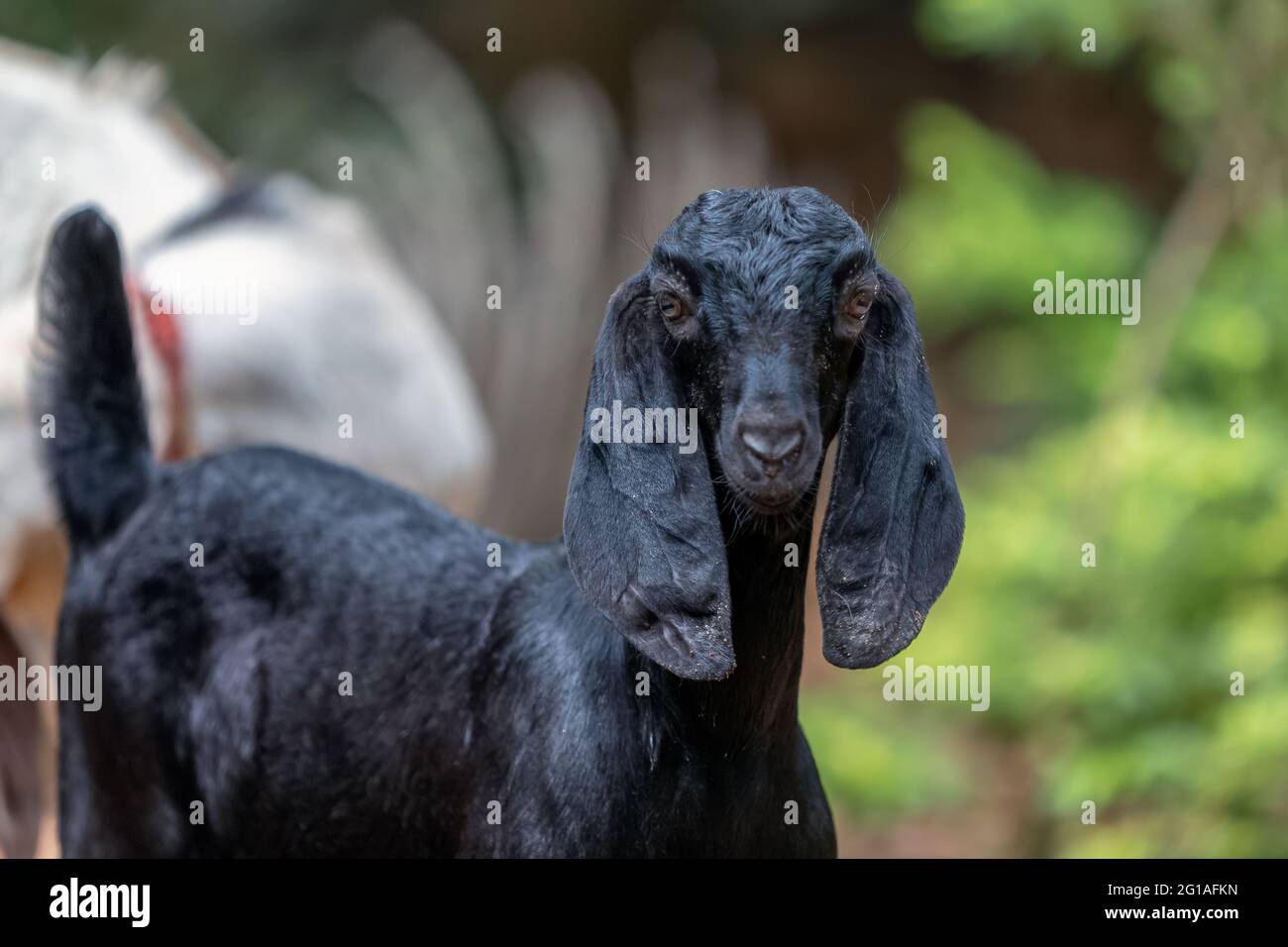 Miniature goat goats black hi-res stock photography and images - Alamy