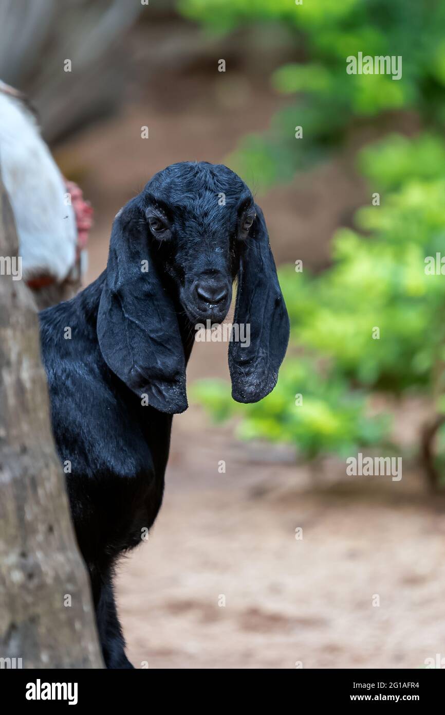 Black goat hi-res stock photography and images - Alamy