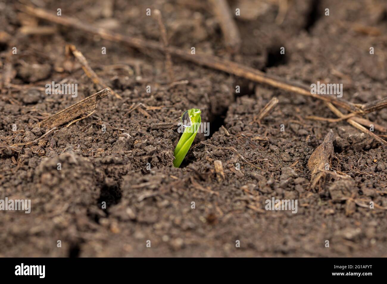 Corn plant emerging out of soil. VE growth stage. Concept of farming ...