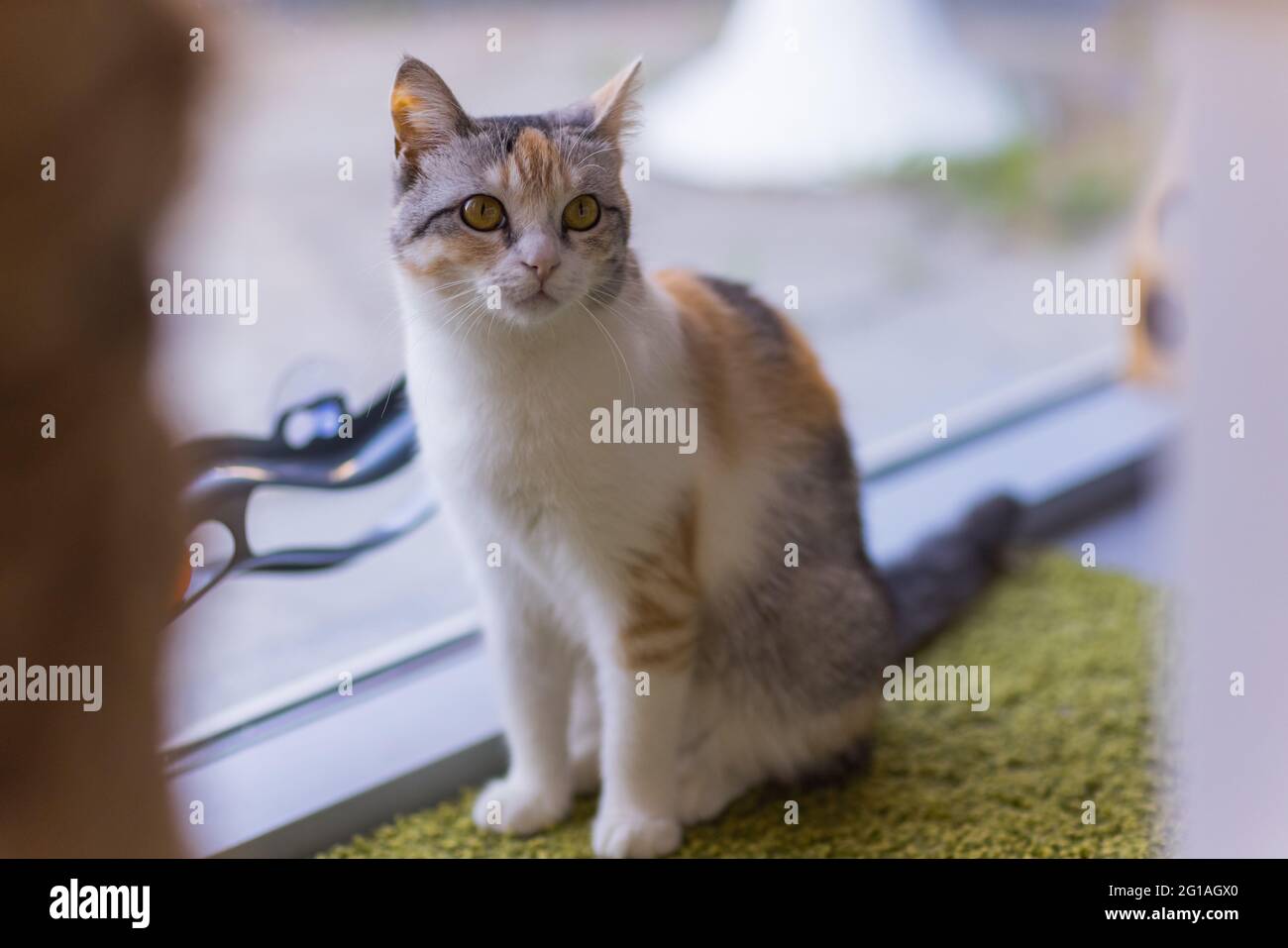 Grey tabby cat sitting on fluffy rug near window Stock Photo - Alamy