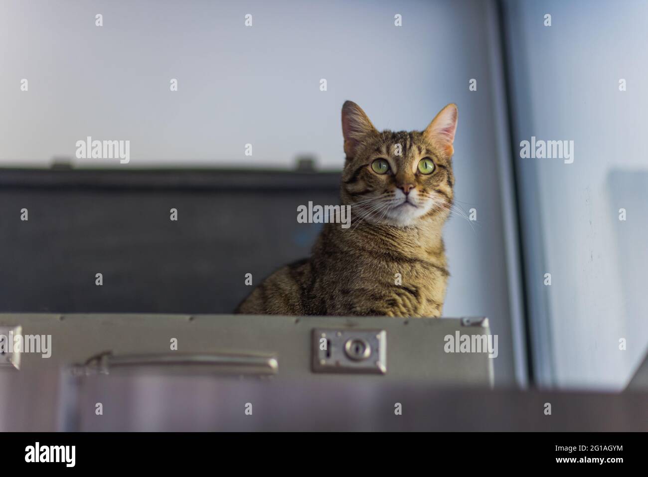 Cat in a Suitcase - Cat Laying Inside Travel Luggage - Bengal Cat Stock ...
