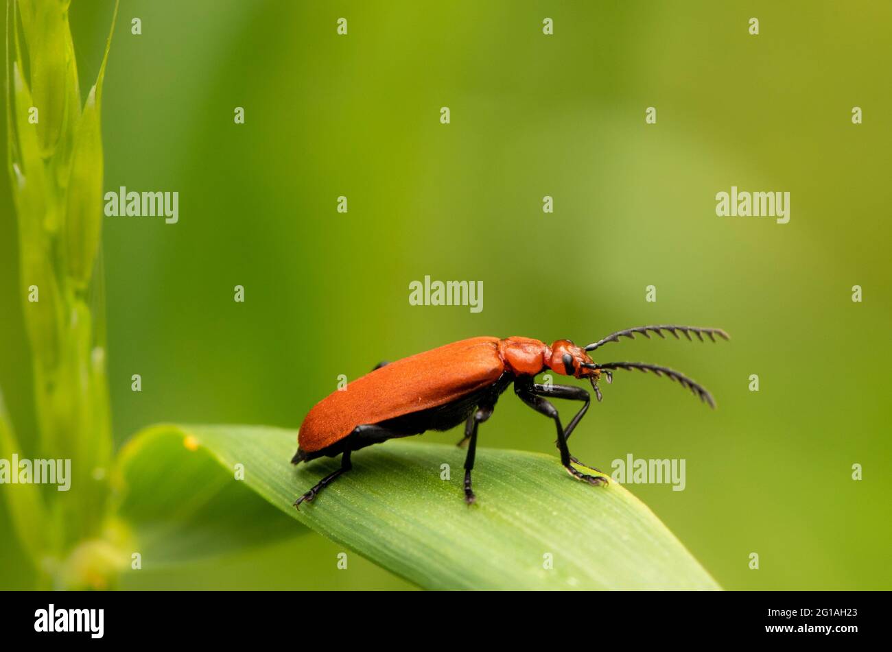 Cardinal Beetle, Red Beetle, perched on a leaf, Britain, Spring Stock ...