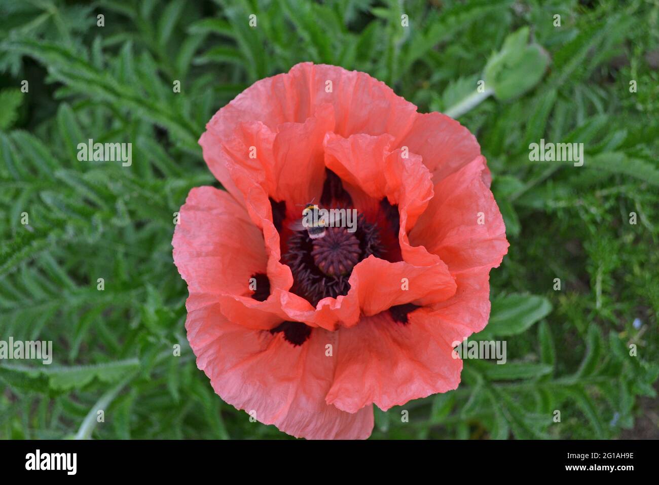 All purpose flower hi-res stock photography and images - Alamy