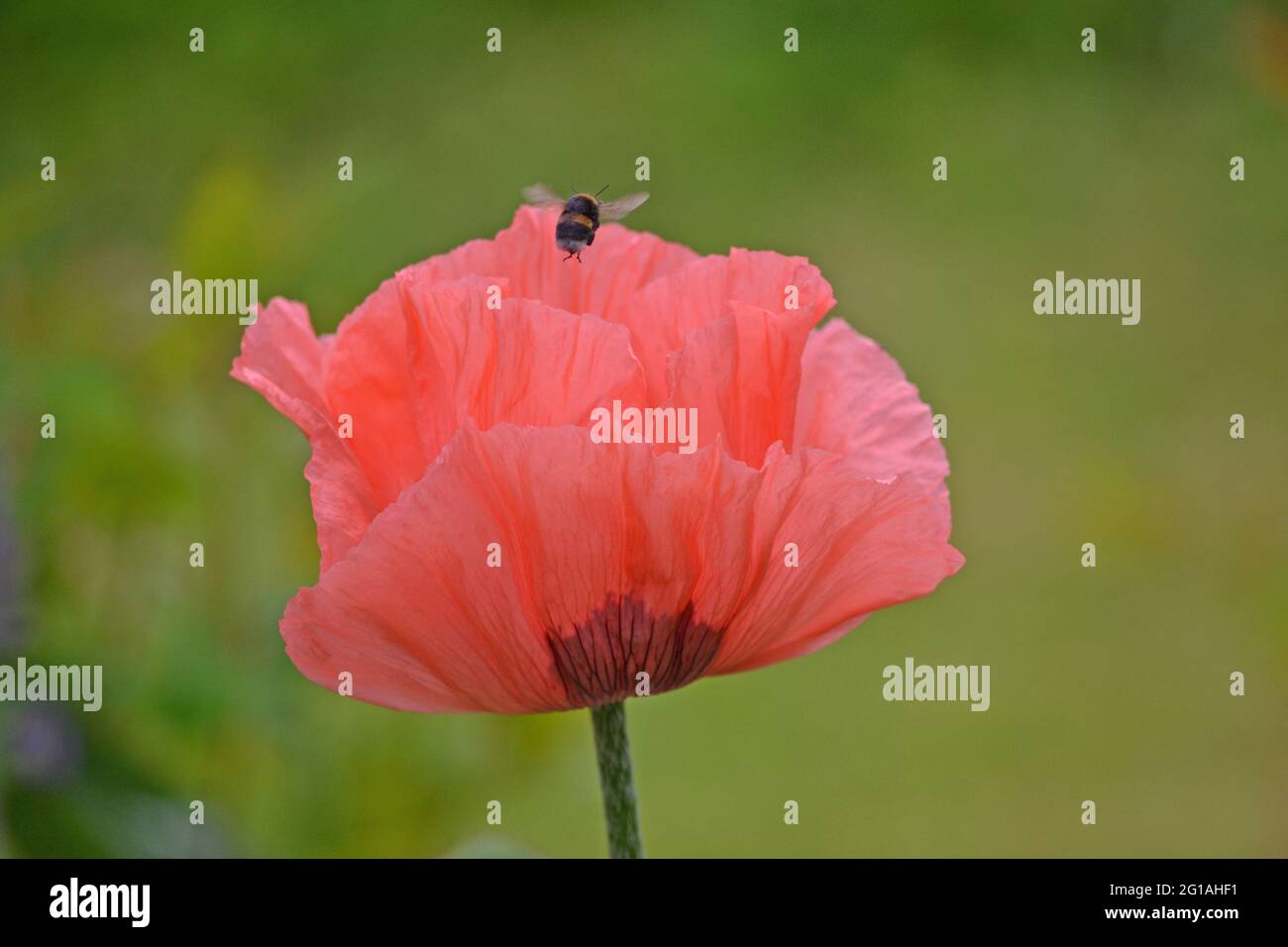 Flying to papaver hi-res stock photography and images - Alamy