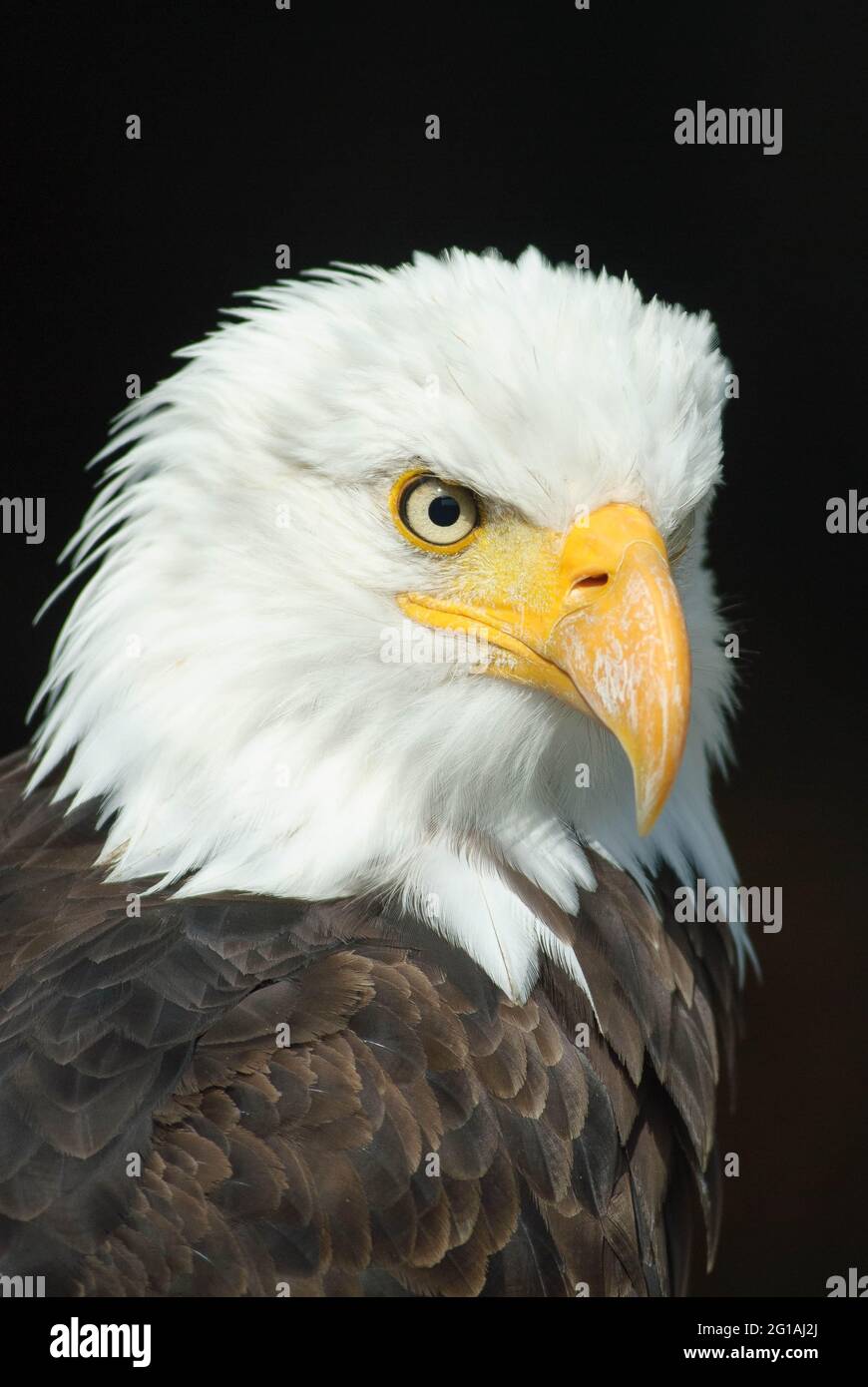 Sharp yellow beaks hi-res stock photography and images - Alamy