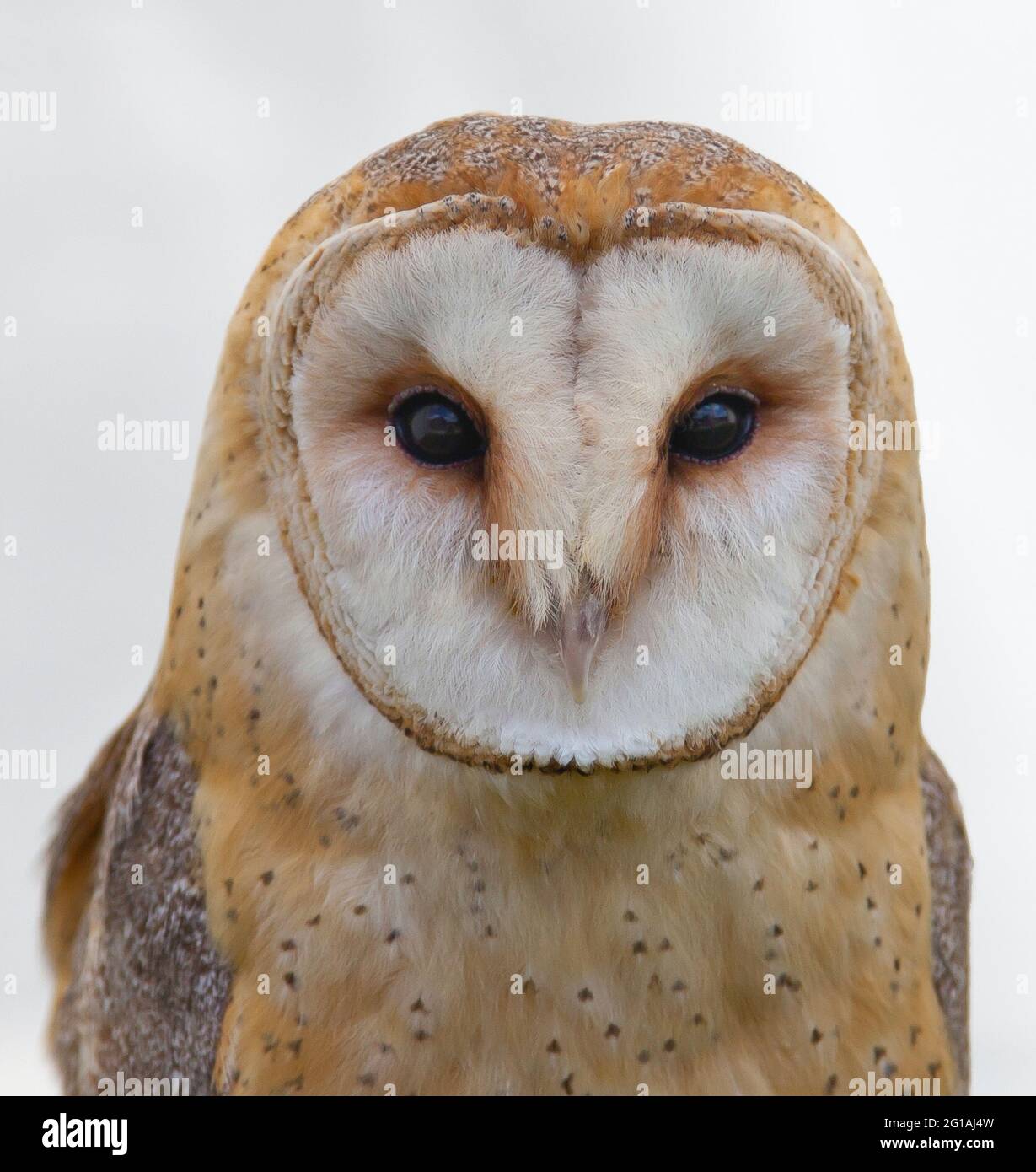 A straight view of the owl with sharp eyes Stock Photo - Alamy