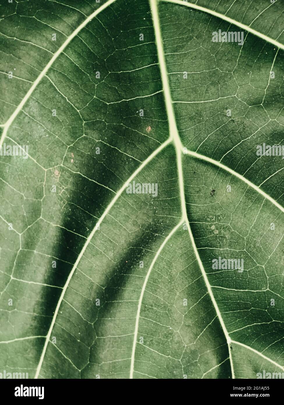 Fresh green papaya leaf close up view Stock Photo - Alamy