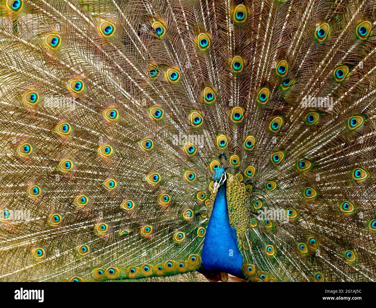 Peacock Dancing with its colourful and beautiful feathers open Stock ...