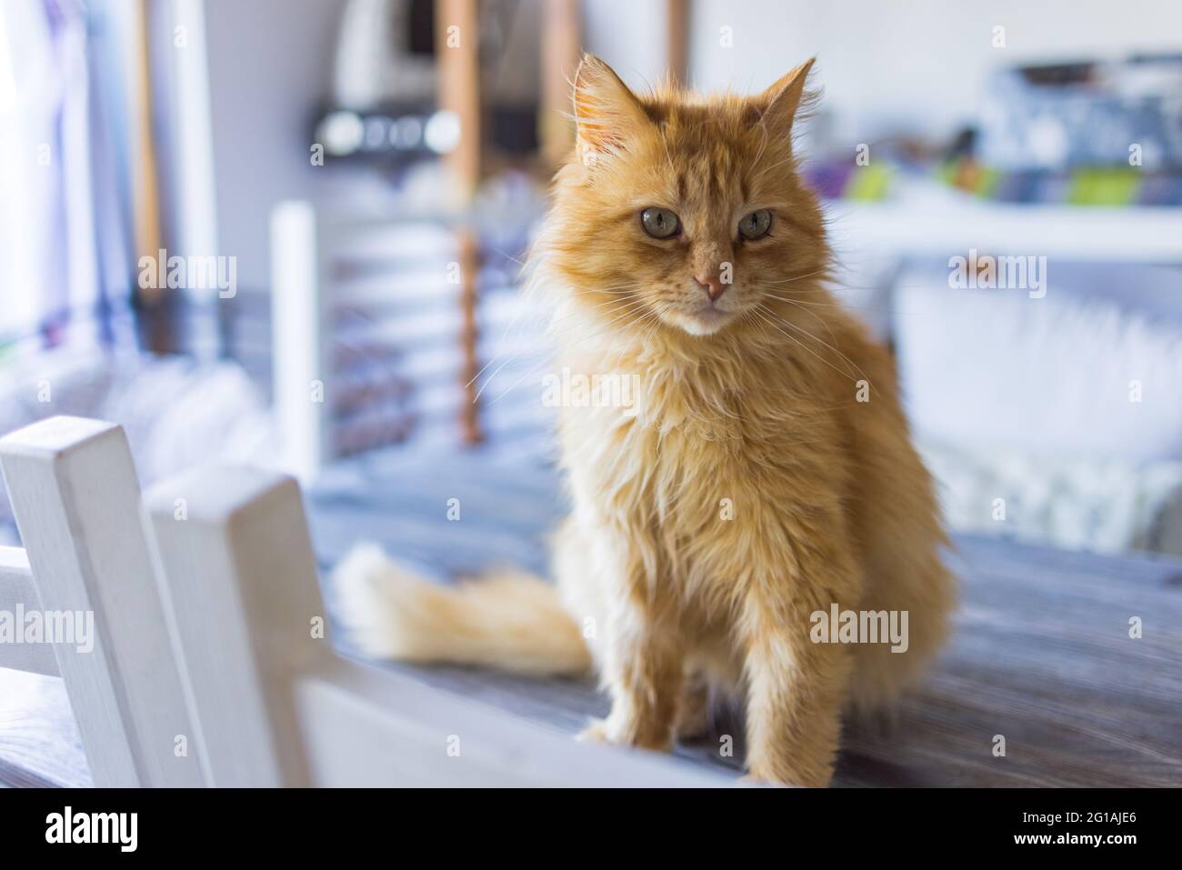 The frightened ginger cat sitting on a table in a city apartment Stock ...