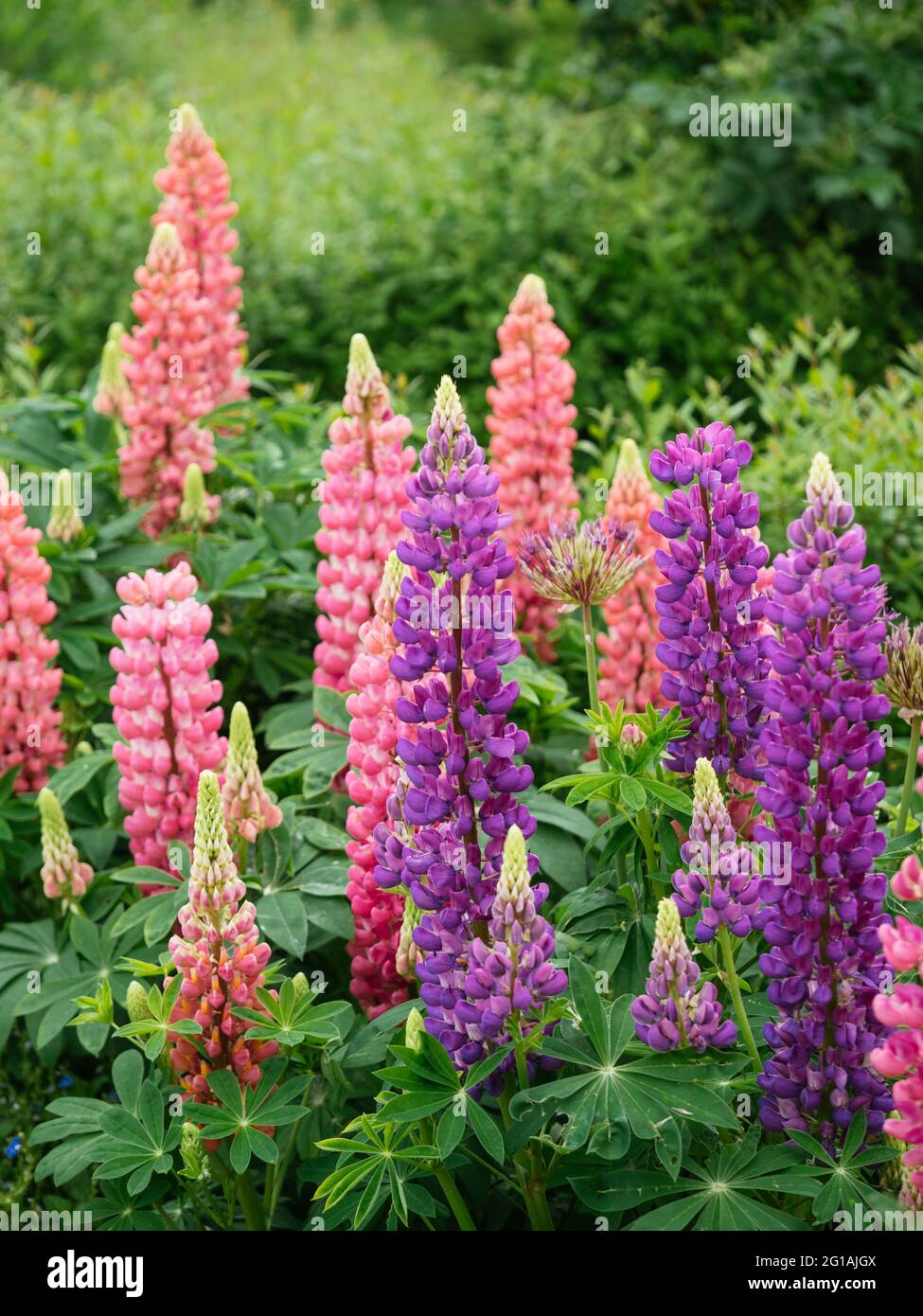 Flowering garden lupins (Lupinus polyphyllus Stock Photo - Alamy