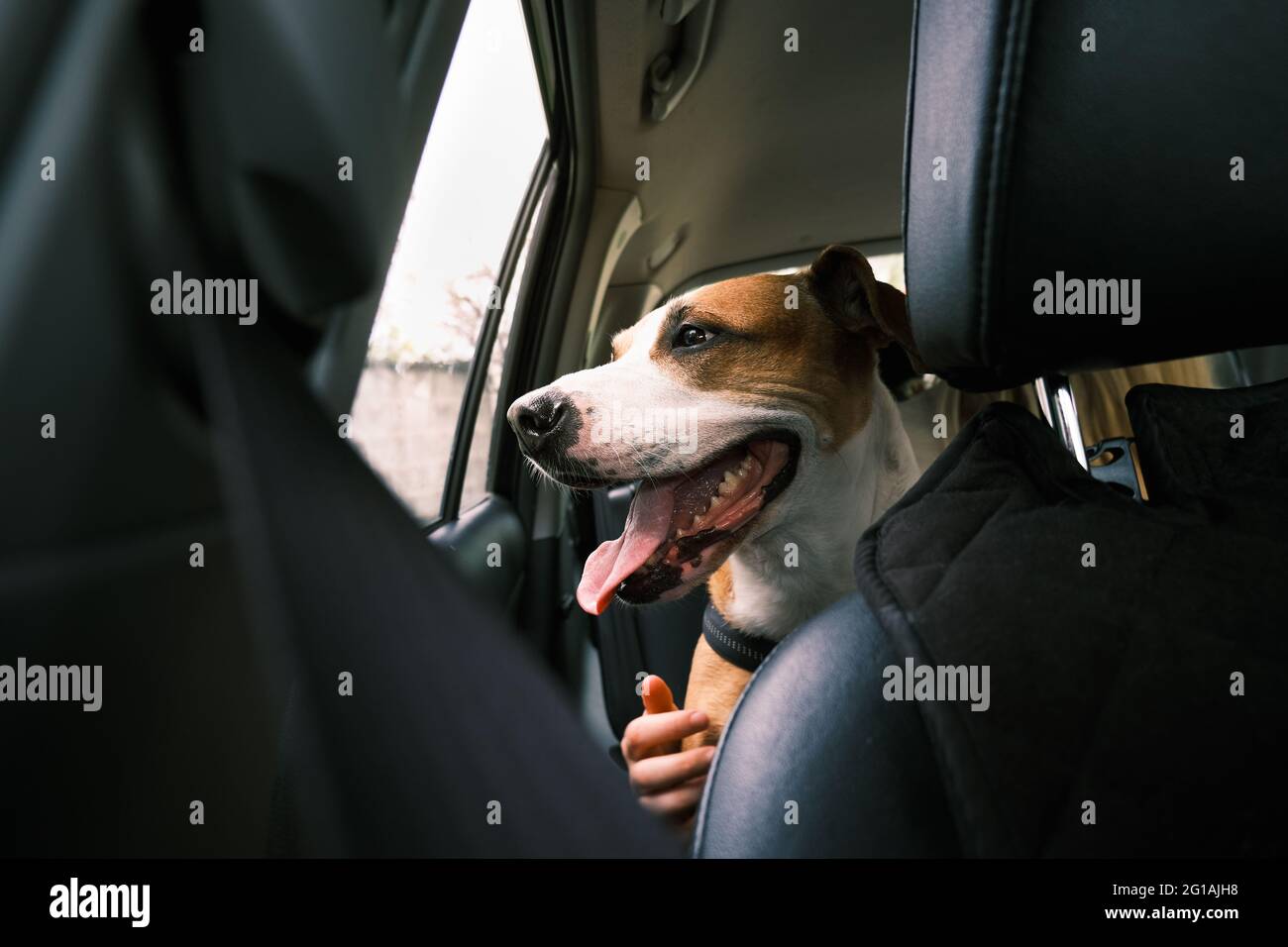 Happy dog in car's back seat, commuting with pets Stock Photo - Alamy