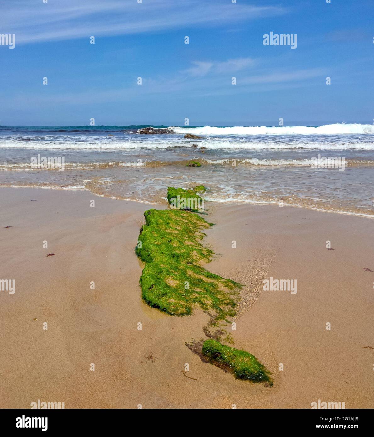 A vertical shot of seaweed on a sandy beach Stock Photo - Alamy