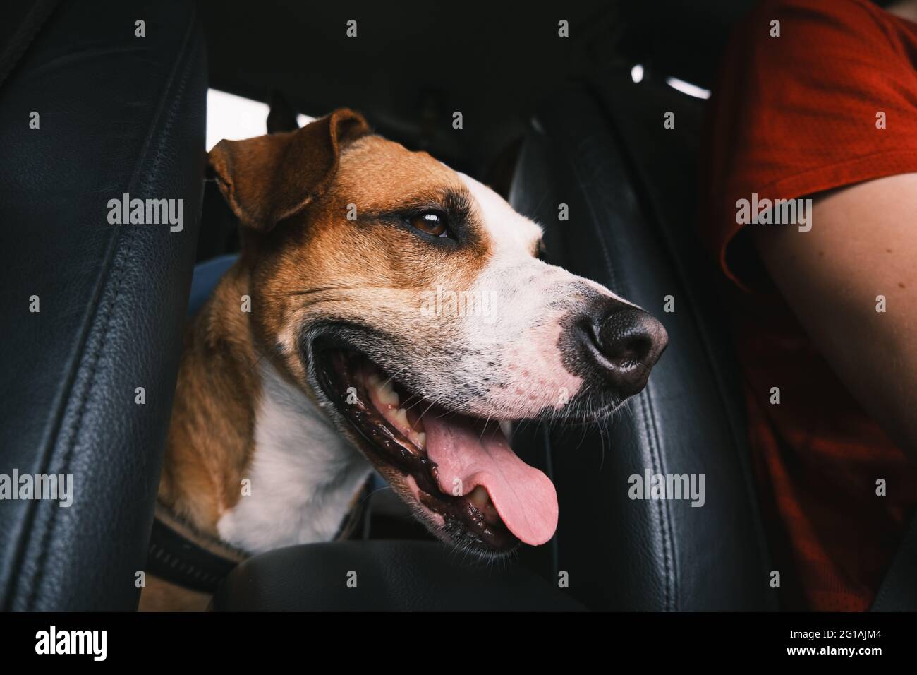 Close-up portrait of a happy dog in the car, commuting with pets Stock ...