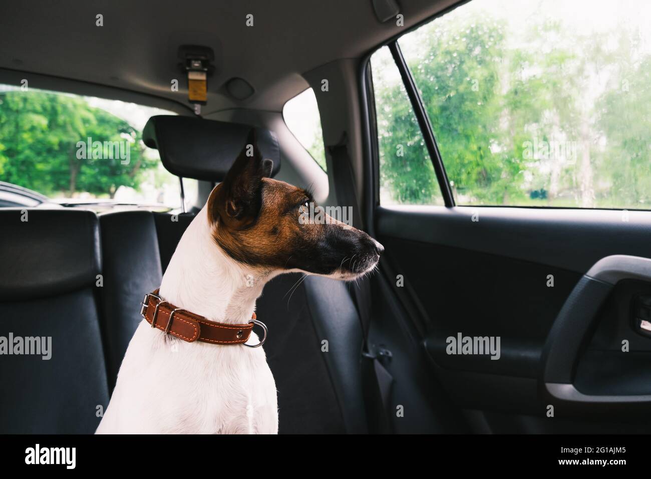 Dog in back seat of car hi-res stock photography and images - Alamy