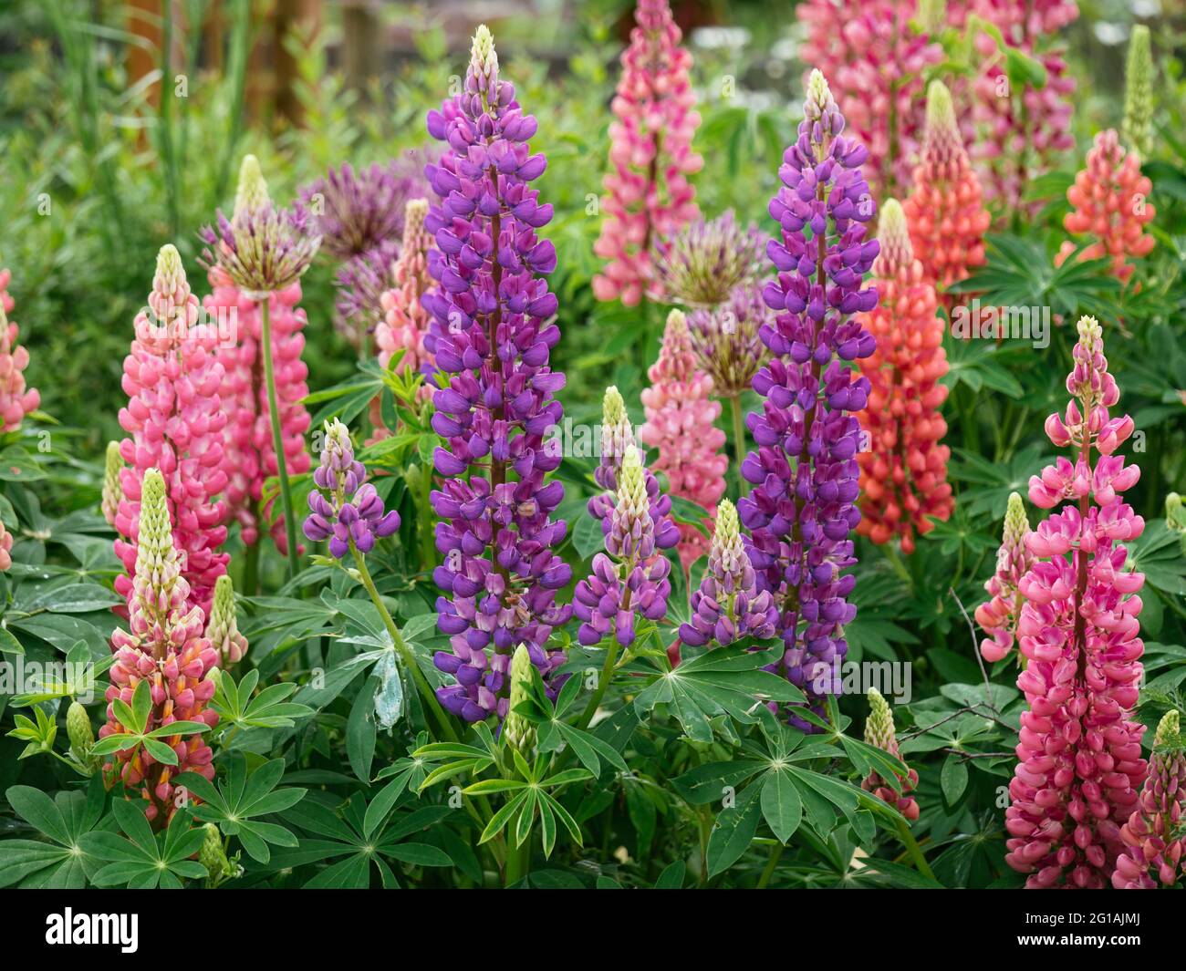 Flowering garden lupins (Lupinus polyphyllus Stock Photo - Alamy