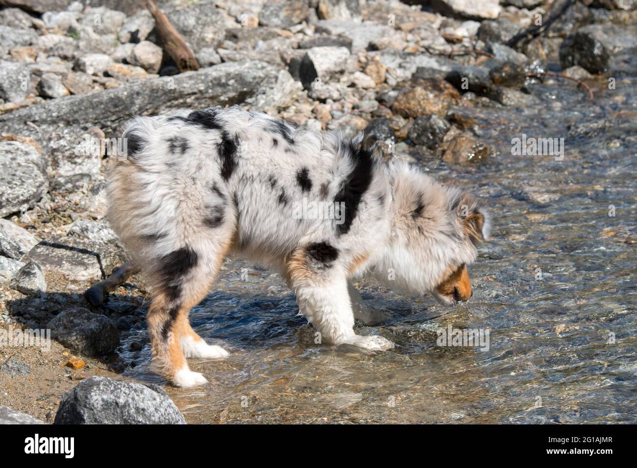 blue merle Australian shepherd puppy dog runs on the shore of the ...