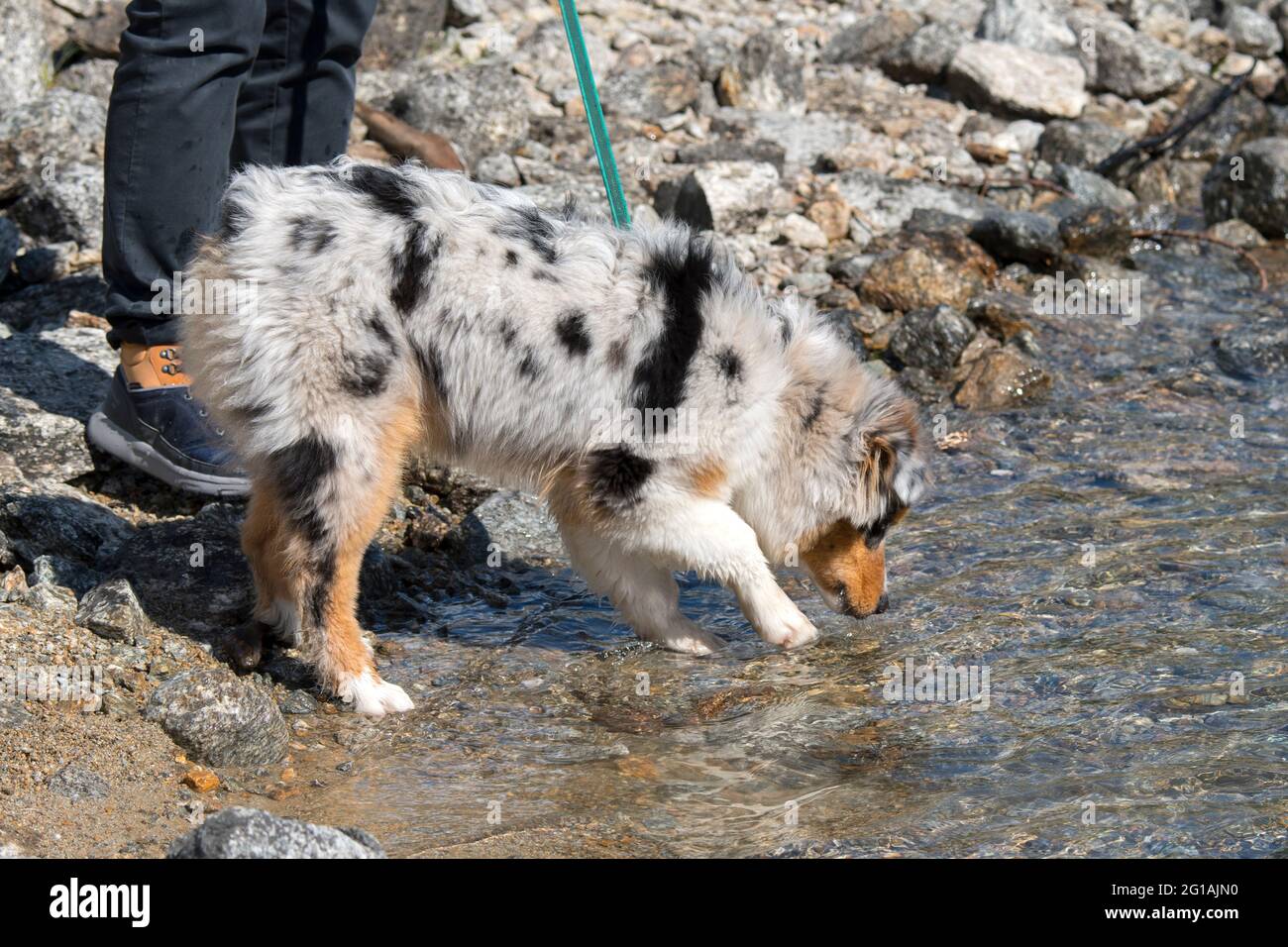 blue merle Australian shepherd puppy dog runs on the shore of the ...