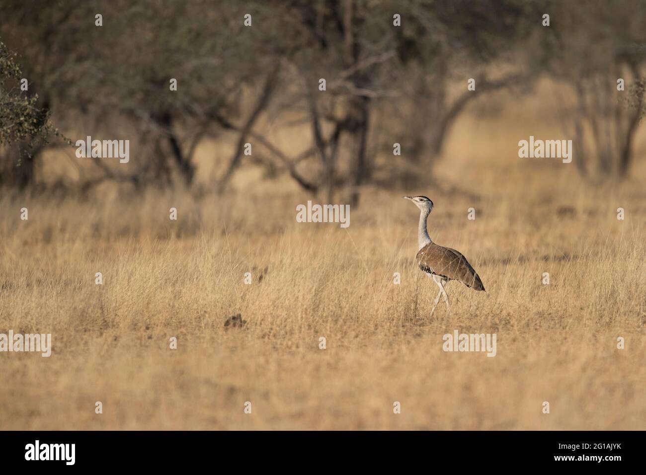 The image of Great Indian bustard (Ardeotis nigriceps) at Rajasthan ...