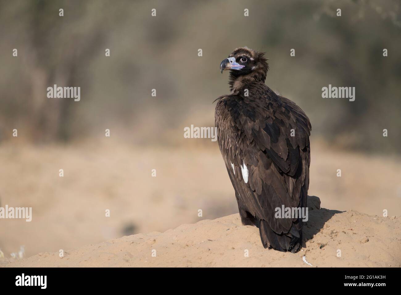 The image of Cinereous vulture (Aegypius monachus)was taken at ...