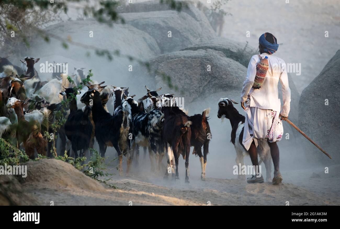 Rabari hi-res stock photography and images - Alamy