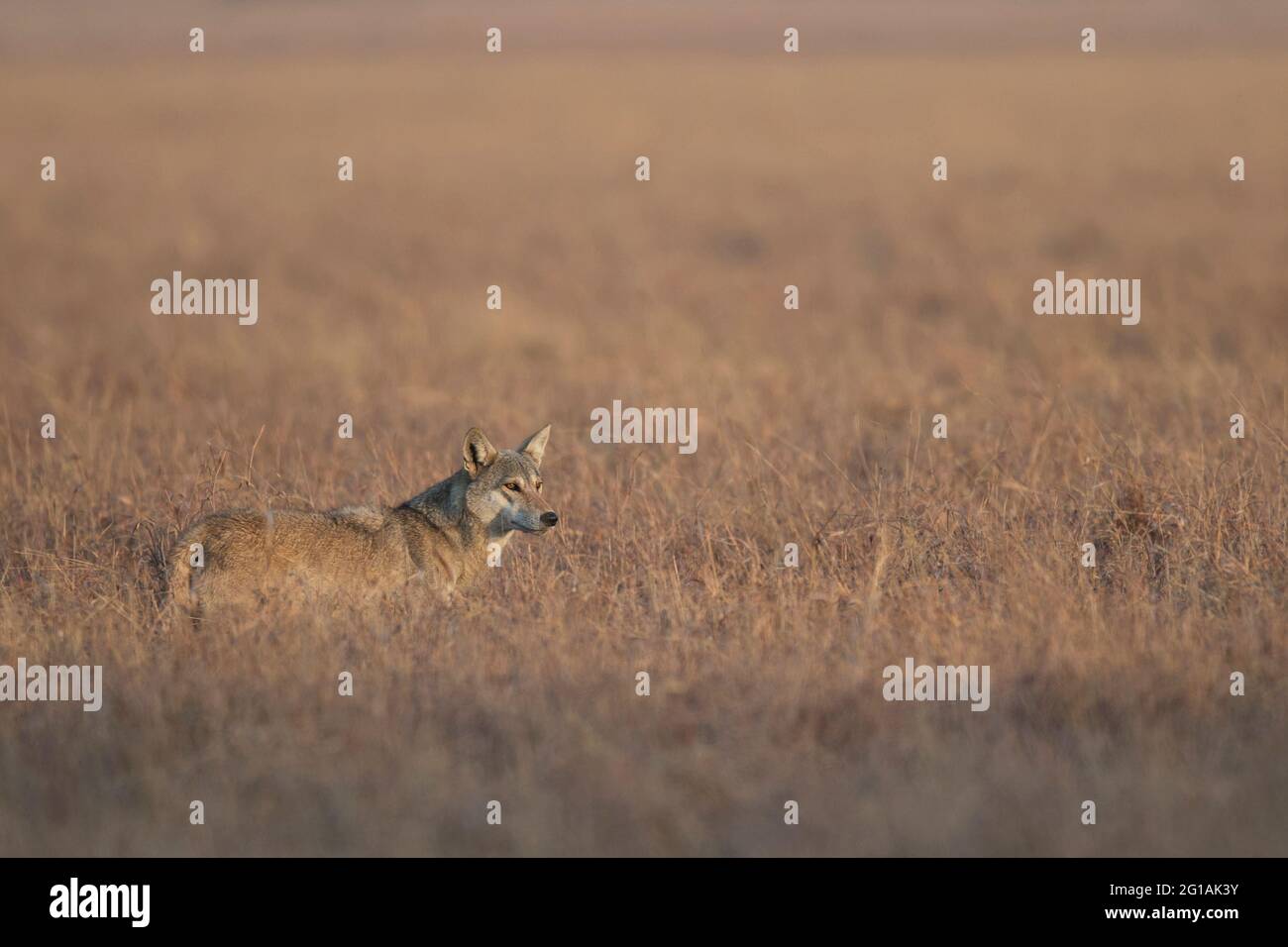 Indian wolf hi-res stock photography and images - Alamy