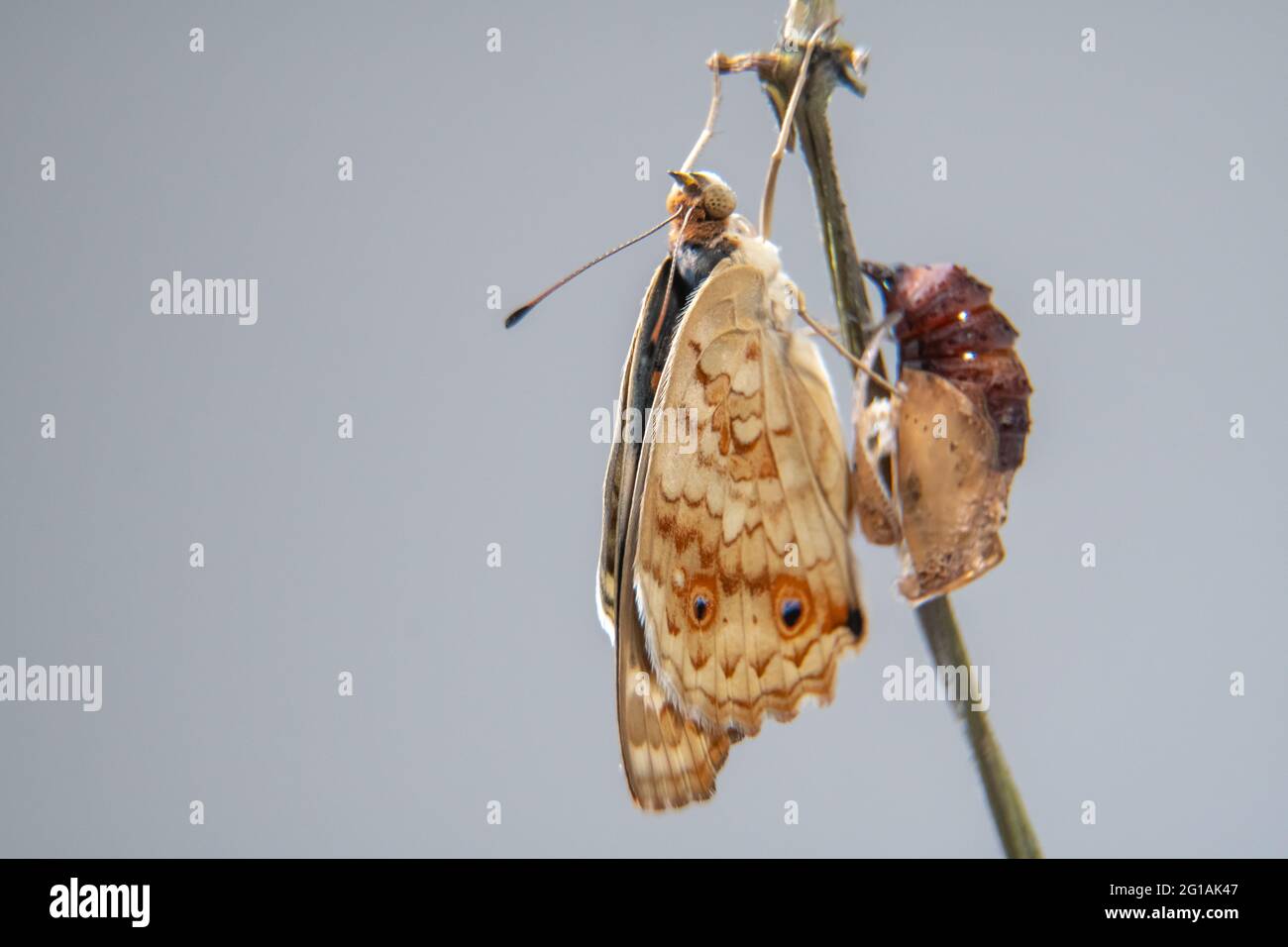 Blue butterfly flying hi-res stock photography and images - Alamy