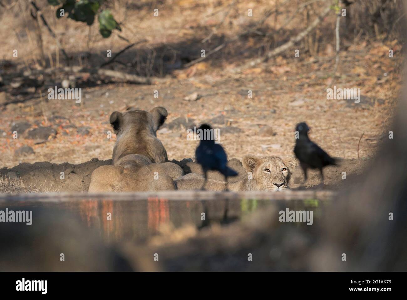 The image of Asiatic Lion ( Panthera leo persica) was taken at Gir ...