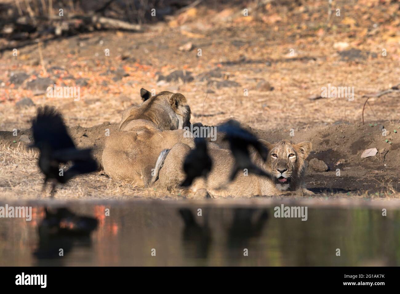 The image of Male Asiatic Lion ( Panthera leo persica) was taken at Gir ...