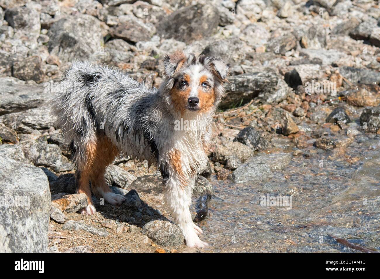 blue merle Australian shepherd puppy dog runs on the shore of the ...