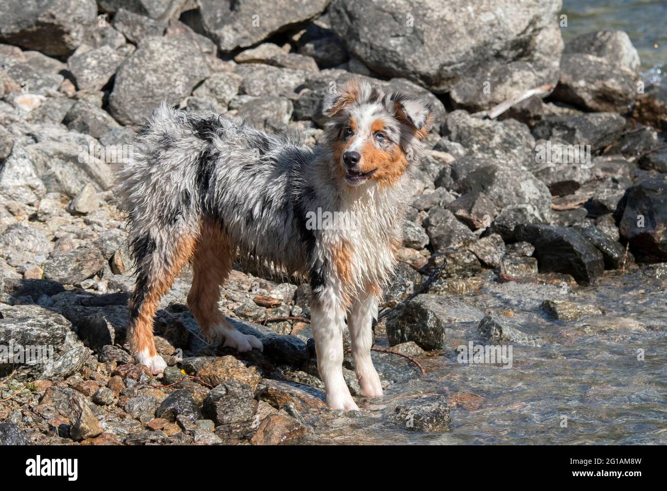 blue merle Australian shepherd puppy dog runs on the shore of the ...