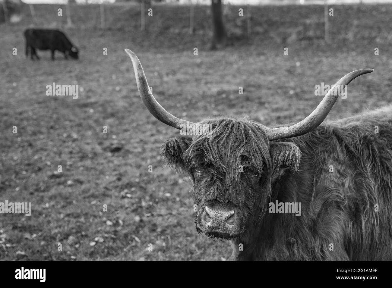 Portrait highland cow Black and White Stock Photos & Images - Alamy