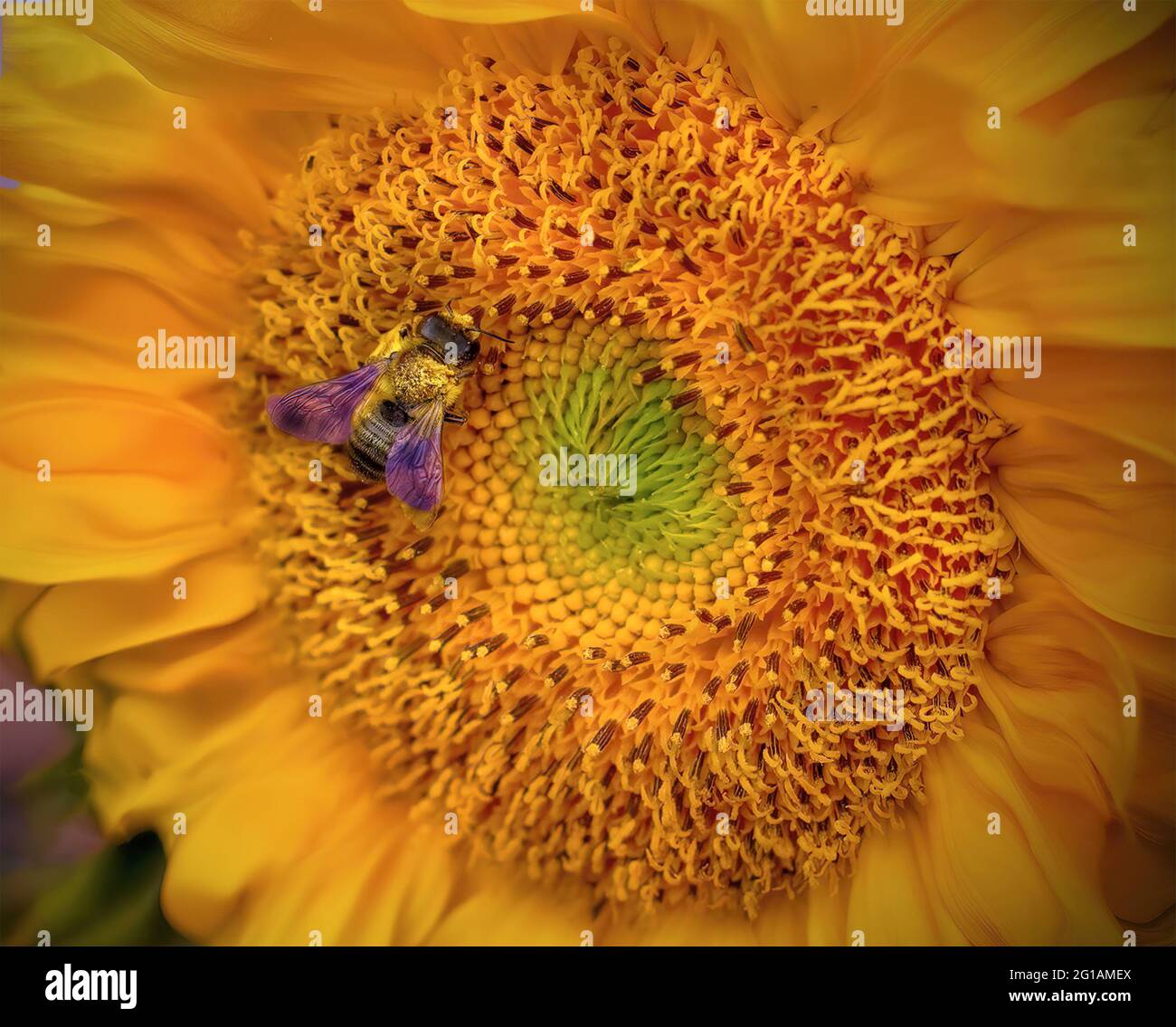 Bees and sunflower hi-res stock photography and images - Alamy