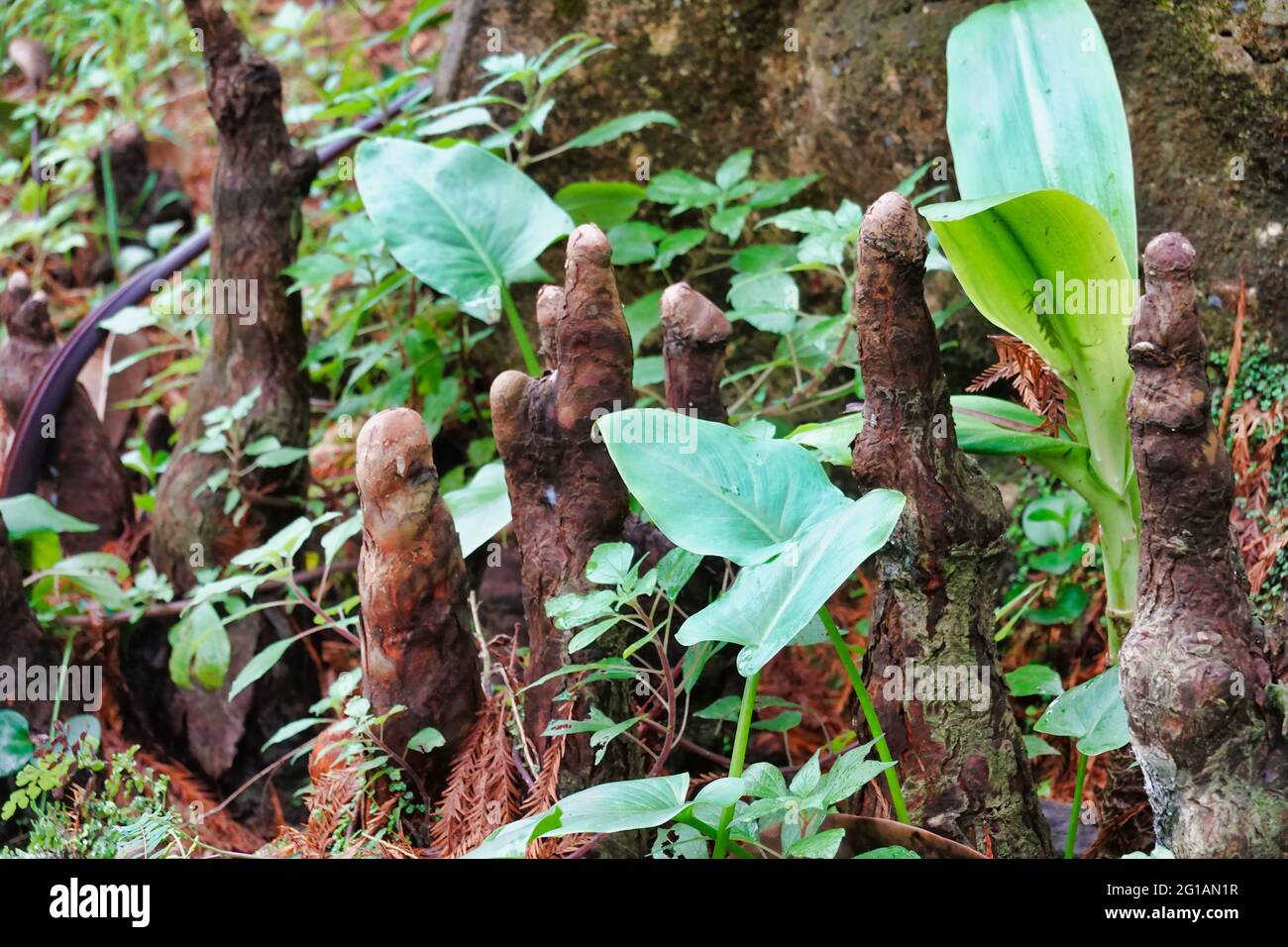 A closeup shot of swamp cypress on marshland Stock Photo - Alamy
