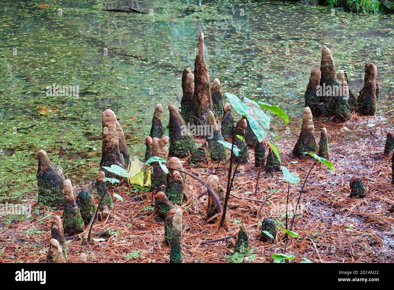 A closeup shot of swamp cypress on marshland Stock Photo - Alamy