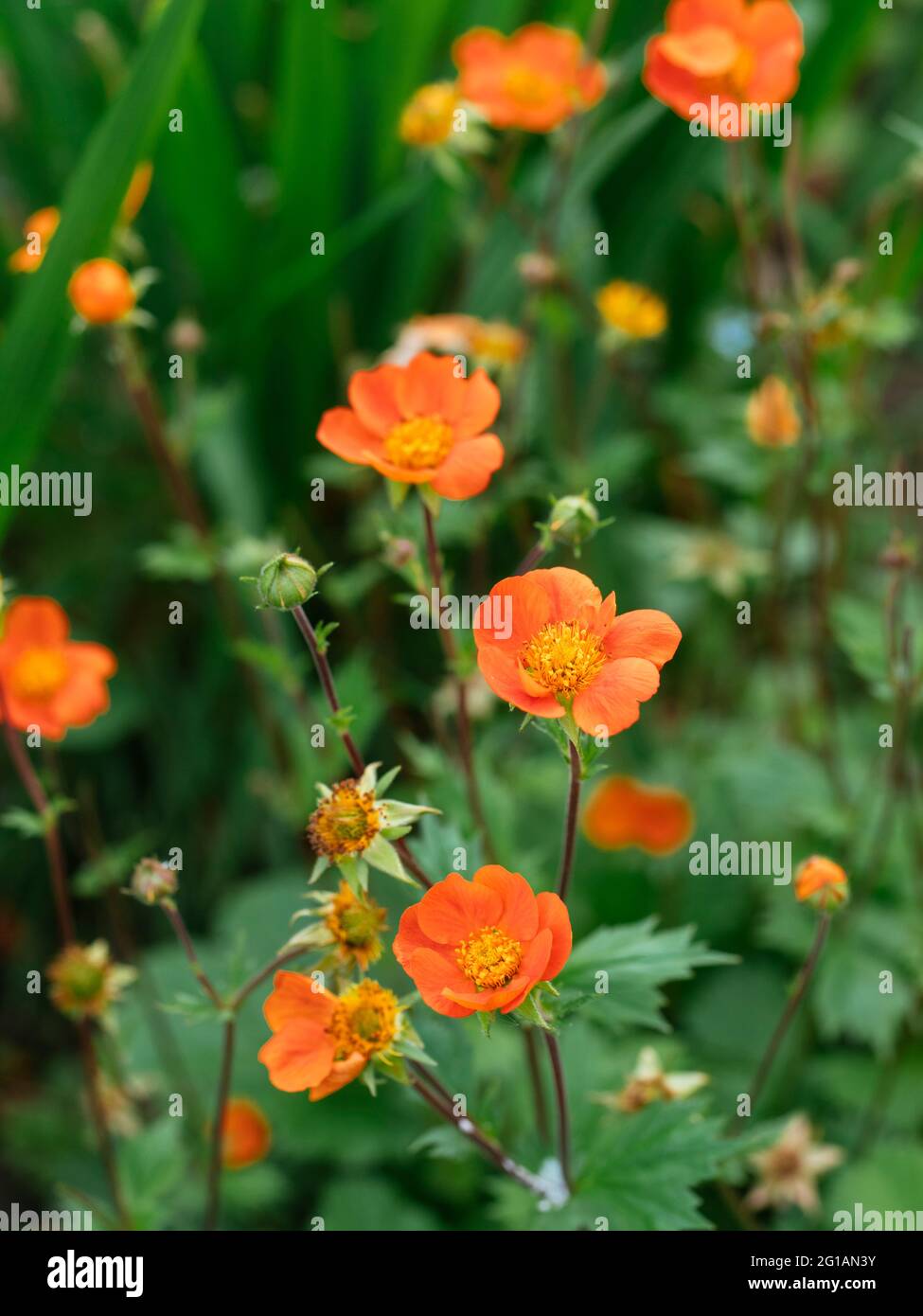Orange flowering geum hybrid Stock Photo - Alamy