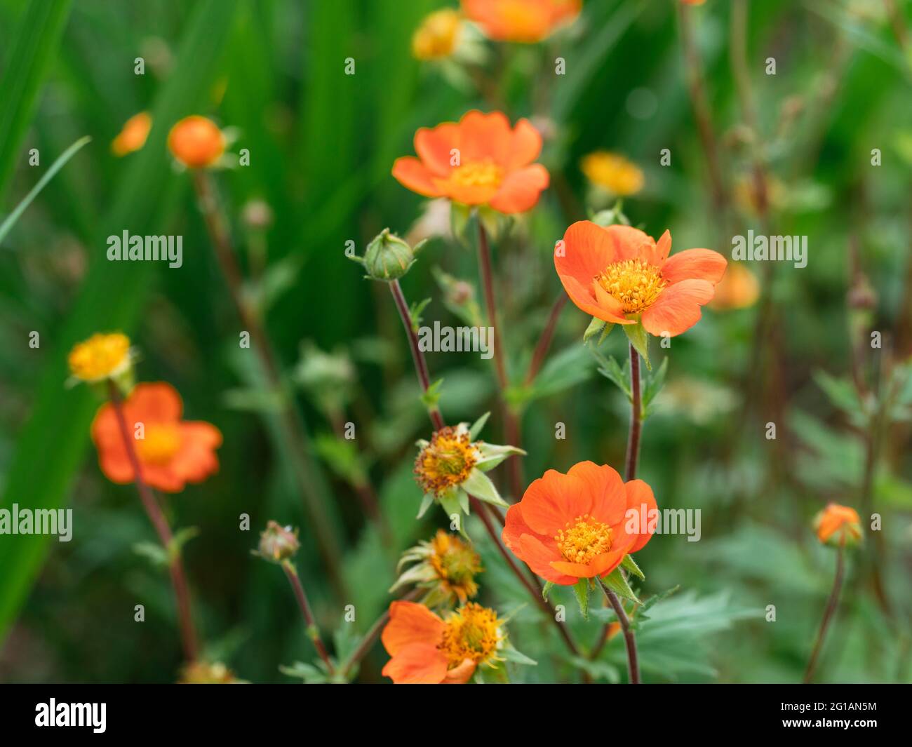 Orange flowering geum hybrid Stock Photo - Alamy
