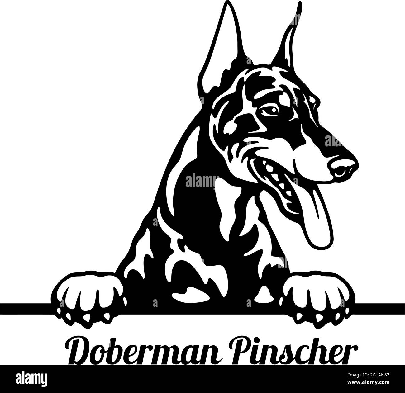 Doberman Pinscher Peeking Dog - head isolated on white - vector stock ...