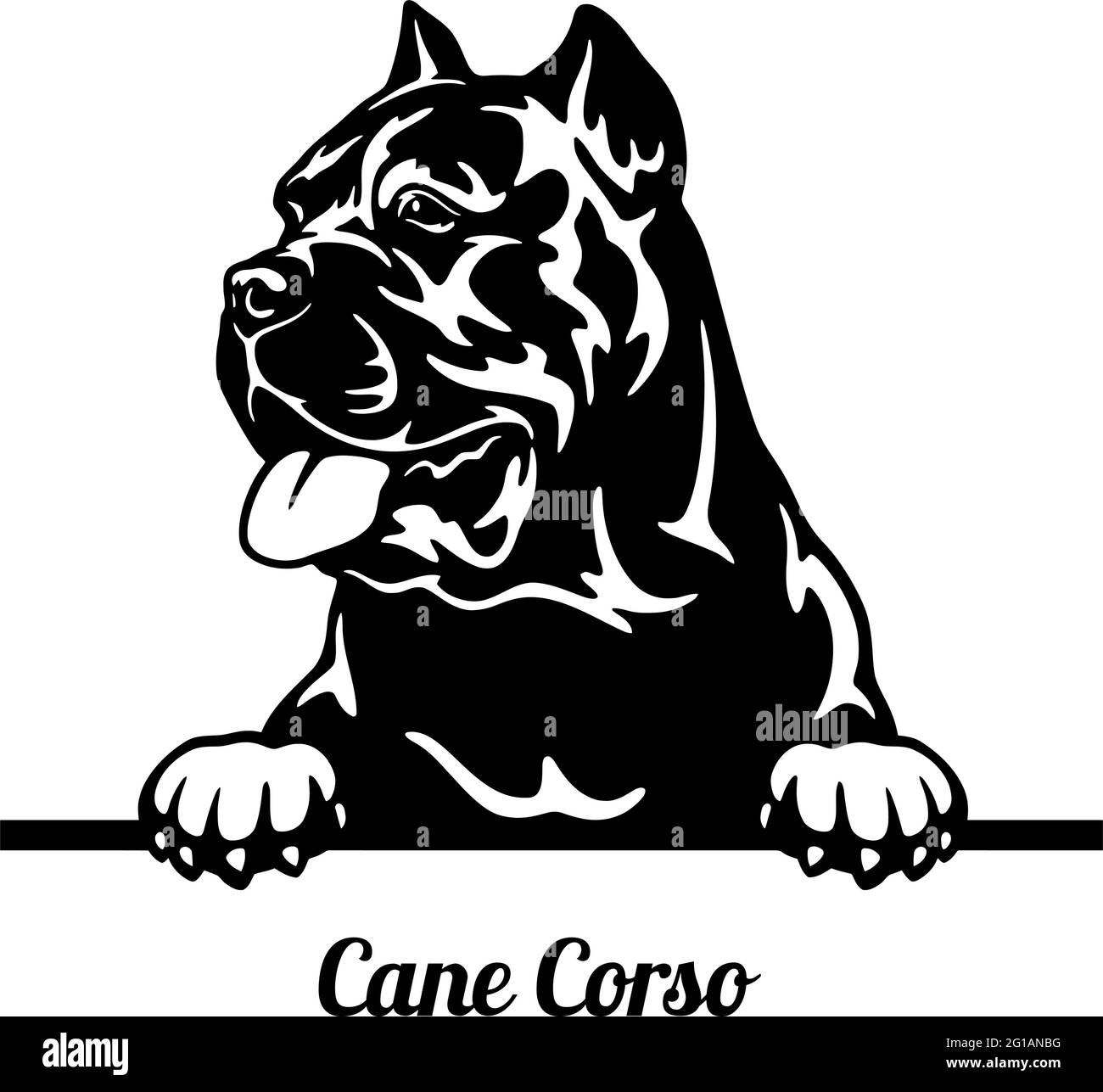 Cane Corso Peeking Dog - head isolated on white - vector stock Stock ...