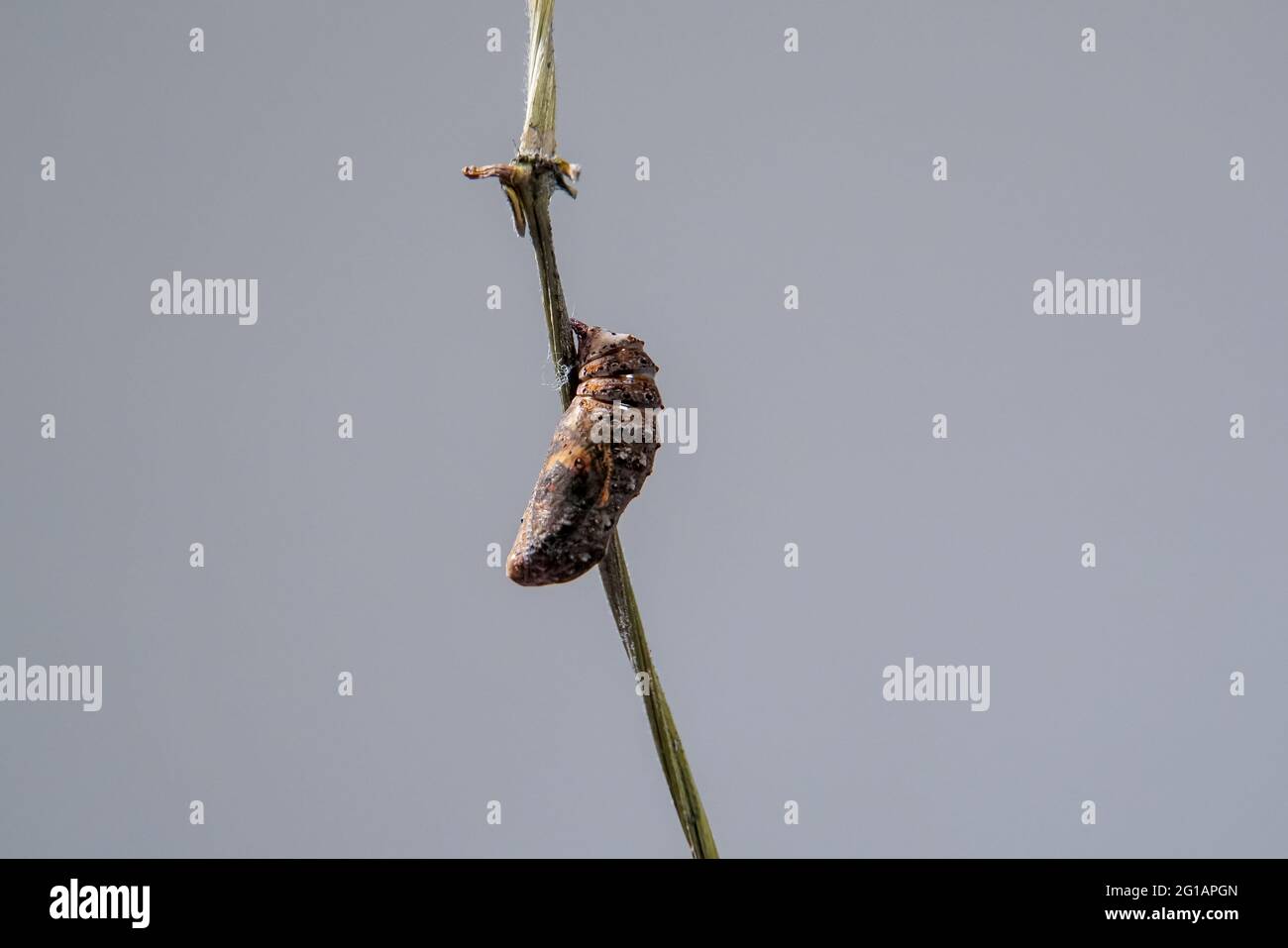 Blue Pansy butterfly chrysalis or pupa hanging on branch Stock Photo ...