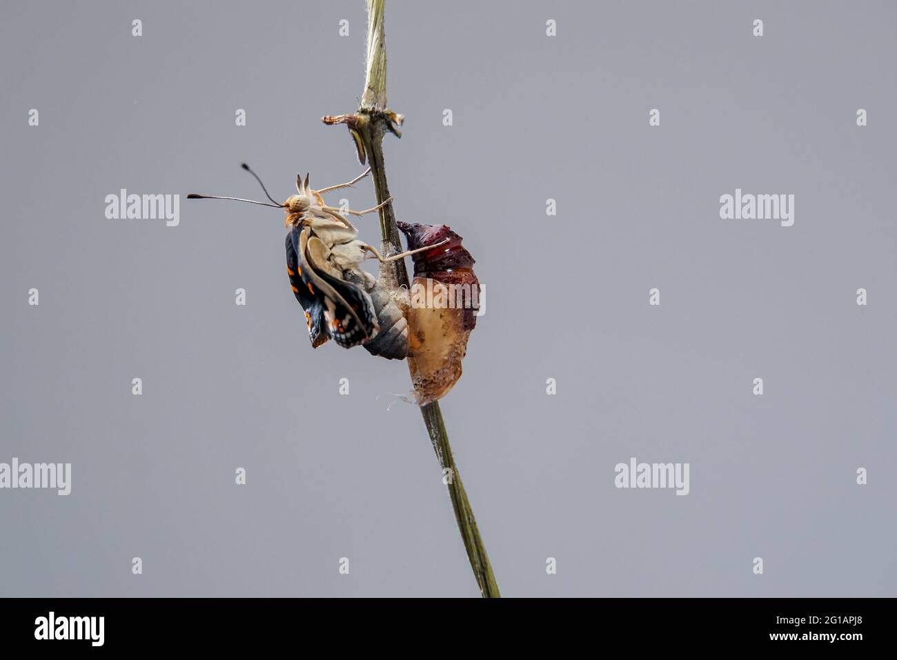 Monarch butterfly hatching cocoon hi-res stock photography and images ...